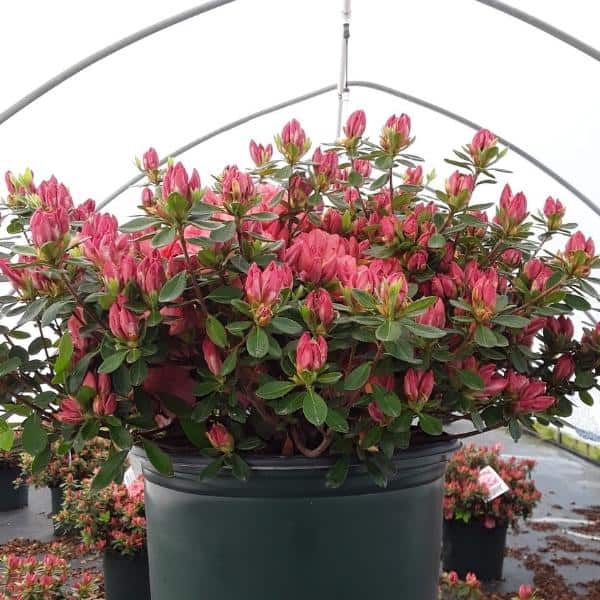 'Blaauw's Pink' Evergreen Azalea - Grown By Overdevest