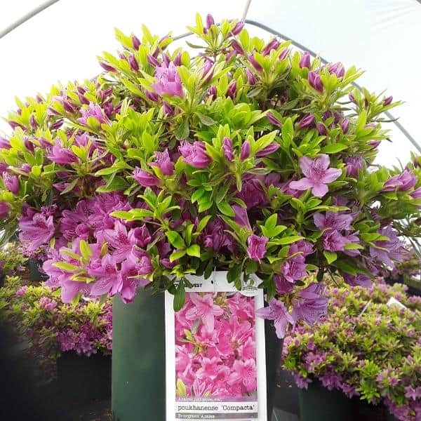 poukhanense 'Compacta' Evergreen Azalea - Grown By Overdevest