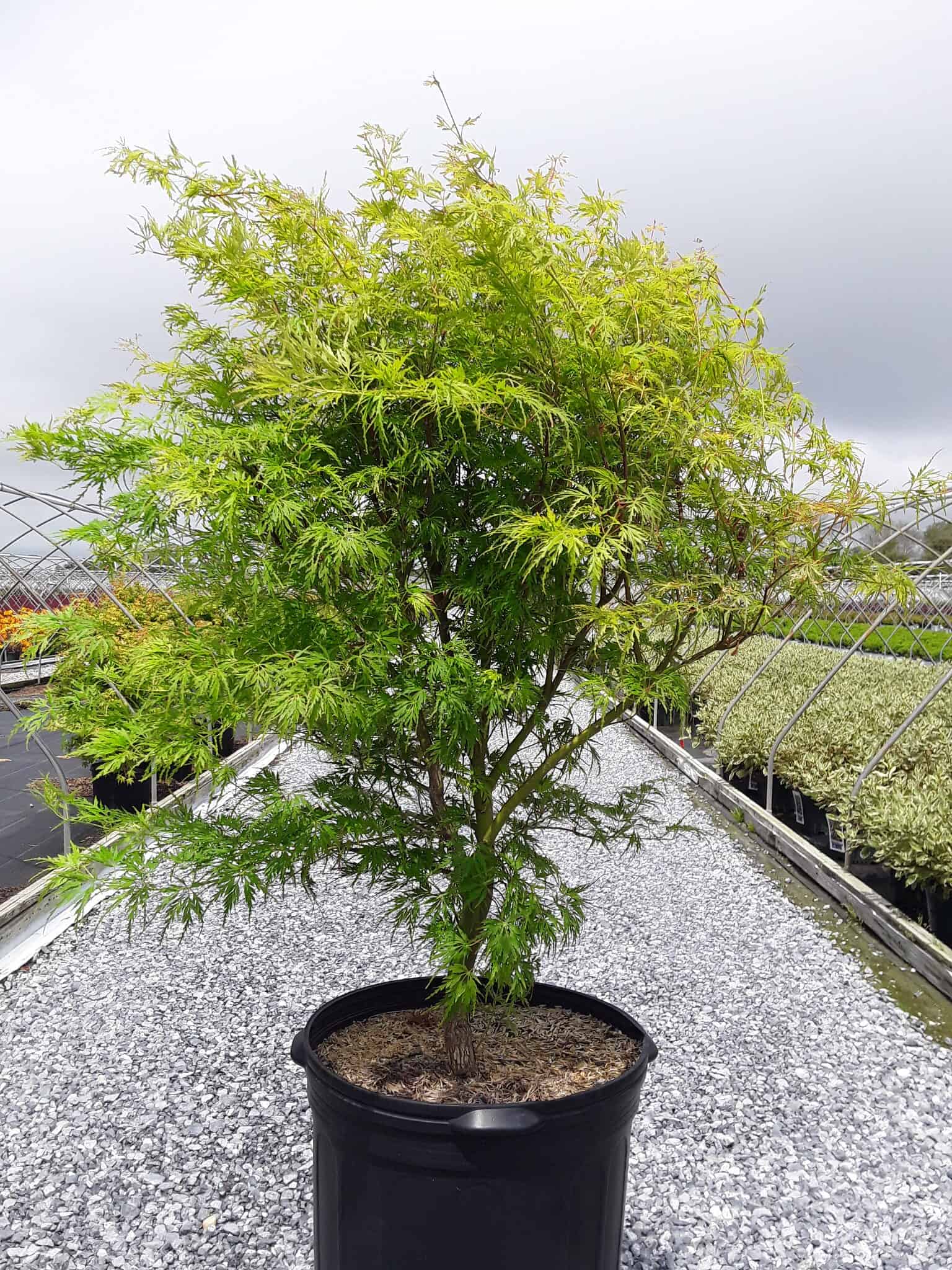 'Seiryu' Upright Cutleaf Japanese Maple - Grown By Overdevest