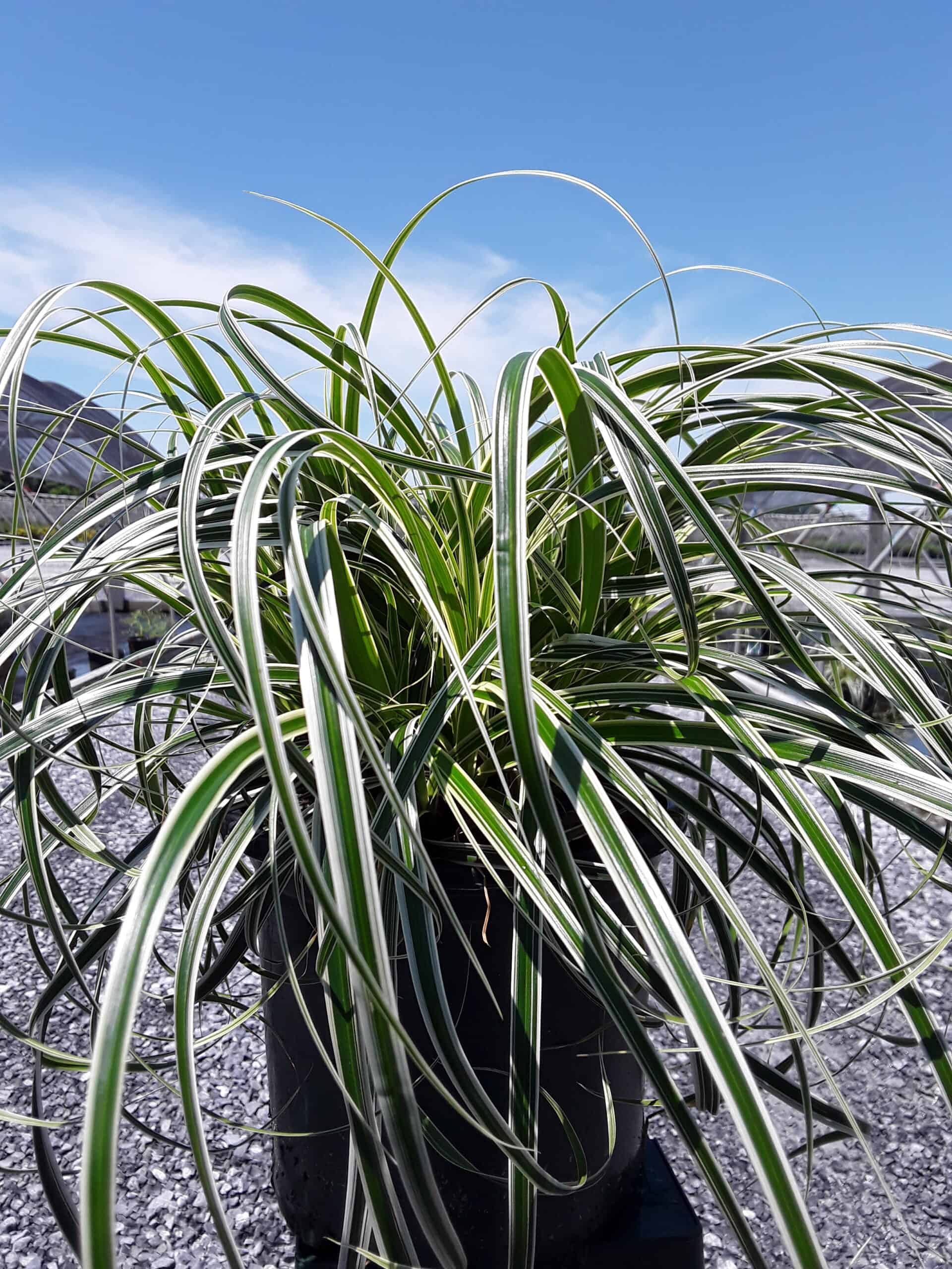 Feather Falls™ Sedge - Grown By Overdevest