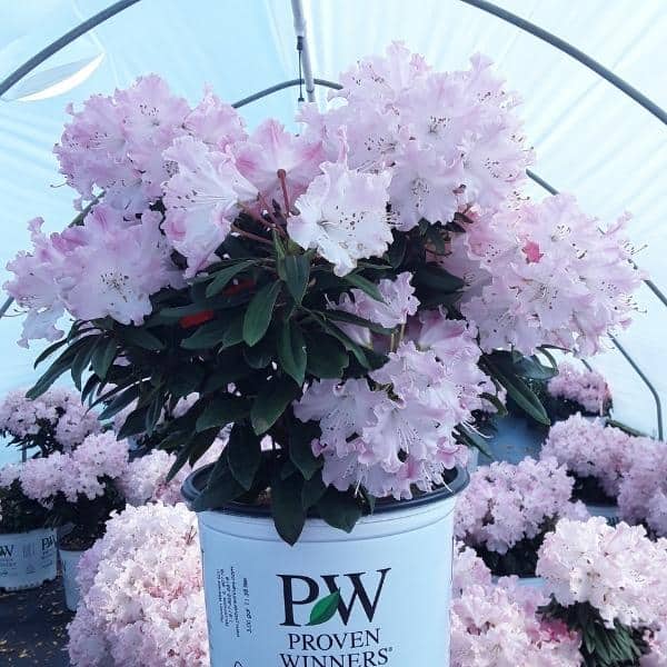 Dandy Man Color Wheel® Rhododendron - Grown By Overdevest