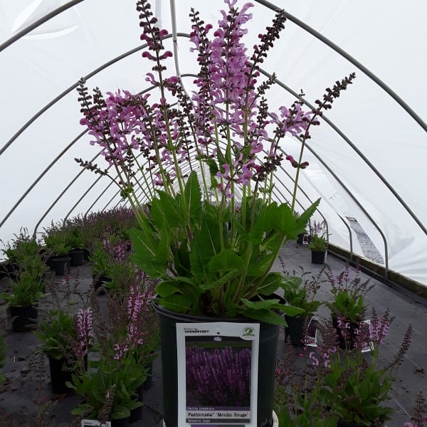 Fashionista™ 'Moulin Rouge' Meadow Sage - Grown By Overdevest