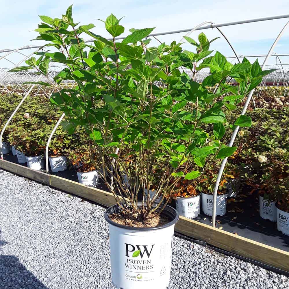 Fresh Pics! Gallery - Grown By Overdevest