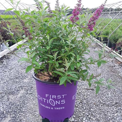 Fresh Pics! Gallery - Grown By Overdevest