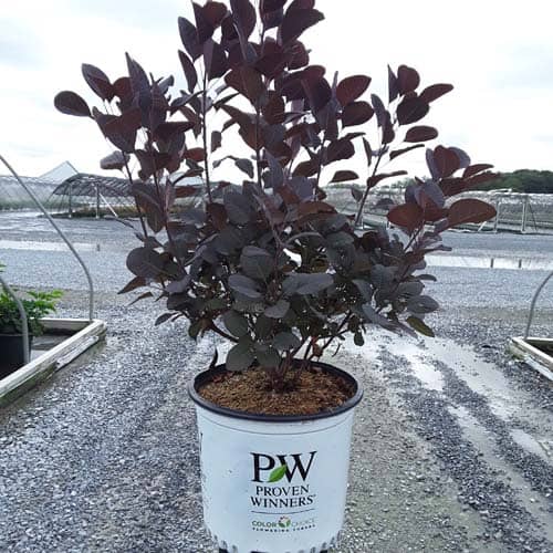 Fresh Pics! Gallery - Grown By Overdevest