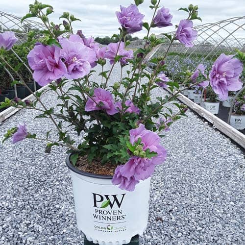 Fresh Pics! Gallery - Grown By Overdevest