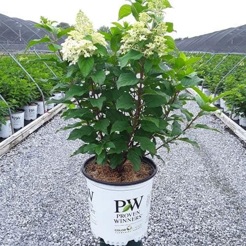 Fresh Pics! Gallery - Grown By Overdevest