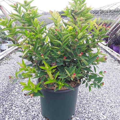 Fresh Pics! Gallery - Grown By Overdevest