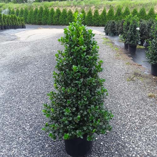 Fresh Pics! Gallery - Grown By Overdevest