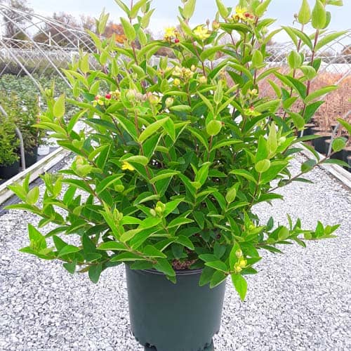 Fresh Pics! Gallery - Grown By Overdevest