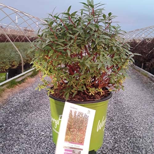 Fresh Pics! Gallery - Grown By Overdevest